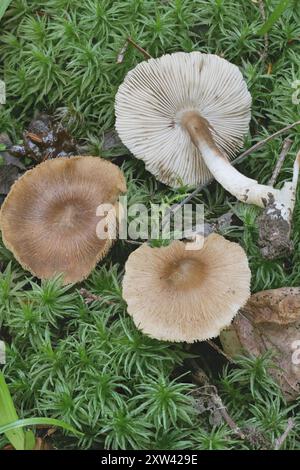 (Inosperma neobrunnescens) Fungi Stock Photo - Alamy