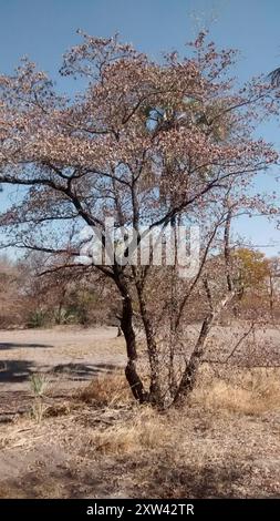 silver terminalia (Terminalia sericea) Plantae Stock Photo - Alamy