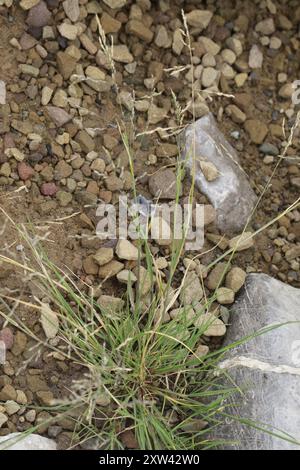 Salt Grass (Puccinellia) Plantae Stock Photo - Alamy