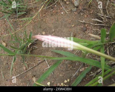 Veld Swamplily (Crinum lugardiae) Plantae Stock Photo - Alamy