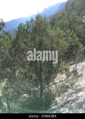 Greek juniper (Juniperus excelsa) Plantae Stock Photo - Alamy