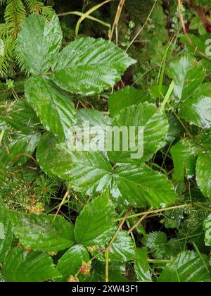 brambles (Rubus) Plantae Stock Photo - Alamy