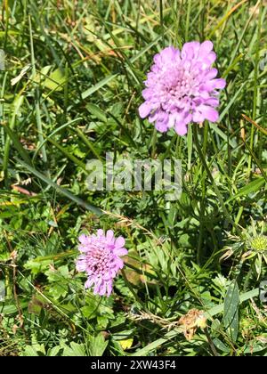 Shining Scabious (Scabiosa lucida) Plantae Stock Photo - Alamy