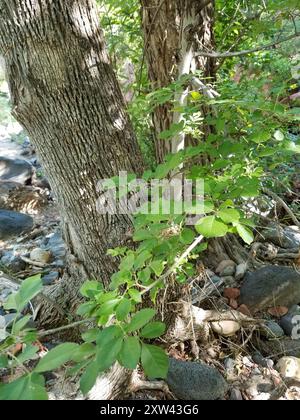 velvet ash (Fraxinus velutina) Plantae Stock Photo - Alamy