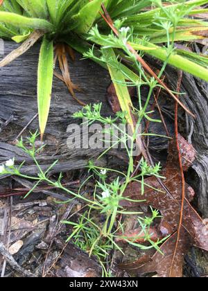 Rust Weed (Polypremum procumbens), Plantae, Dr. Julian G. Bruce St ...