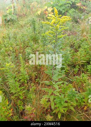 common wrinkle-leaved goldenrod (Solidago rugosa) Plantae Stock Photo ...
