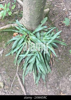 broad-leaved sedge (Carex platyphylla) Plantae Stock Photo - Alamy
