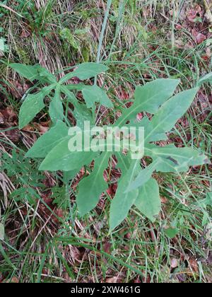 purple lettuce (Prenanthes purpurea) Plantae Stock Photo - Alamy