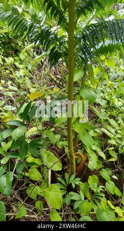king fern (Angiopteris evecta) Plantae Stock Photo - Alamy