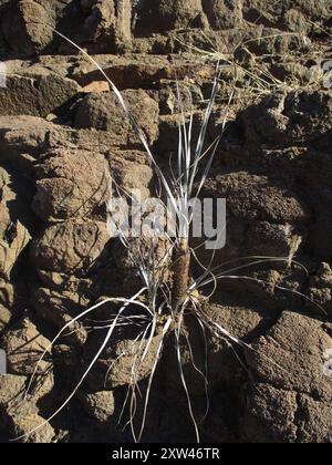 (Xerophyta hirtiflora) Plantae Stock Photo - Alamy