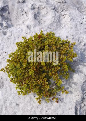 paper-like nailwort (Paronychia chartacea chartacea) Plantae Stock ...