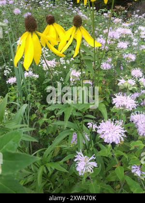 grey-headed coneflower (Ratibida pinnata) Plantae Stock Photo - Alamy
