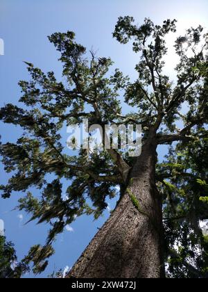 Southern Clam Shell (Fomes fasciatus Stock Photo - Alamy