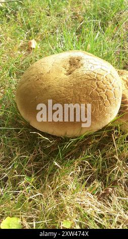 Rooting Bolete (Caloboletus radicans) Fungi Stock Photo - Alamy
