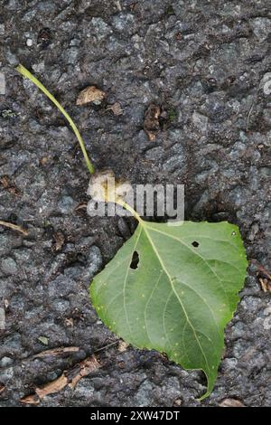 Poplar Spiral Gall Aphid (Pemphigus spyrothecae Stock Photo - Alamy