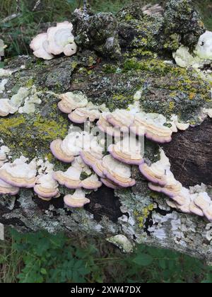 (Trichaptum subchartaceum) Fungi Stock Photo - Alamy