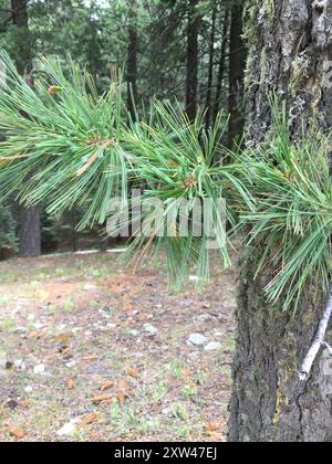 southwestern white pine (Pinus strobiformis) Plantae Stock Photo - Alamy