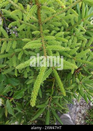 red spruce (Picea rubens) Plantae Stock Photo - Alamy