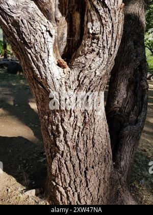 Arizona black walnut (Juglans major) Plantae Stock Photo - Alamy