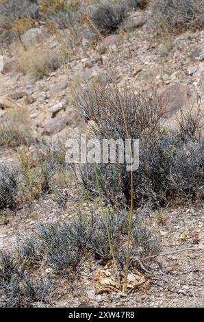 Panamint Prince's Plume (Stanleya elata) Plantae Stock Photo - Alamy