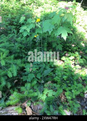 Spotted Hawkweed (Hieracium maculatum) Plantae Stock Photo - Alamy