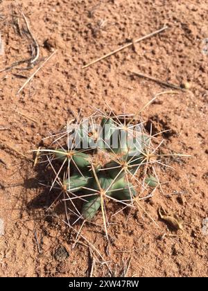 Stout Needle Mulee (Coryphantha robustispina uncinata) Plantae Stock ...