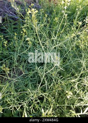 Tall Tumblemustard (Sisymbrium altissimum) Plantae Stock Photo - Alamy