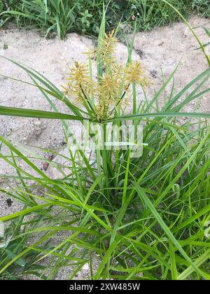 yellow nutsedge (Cyperus esculentus) Plantae Stock Photo - Alamy