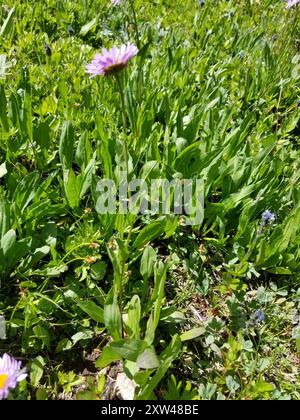 asters and allies (Astereae) Plantae Stock Photo - Alamy
