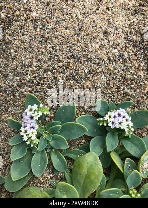 alkali heliotrope (Heliotropium curassavicum) Plantae Stock Photo - Alamy