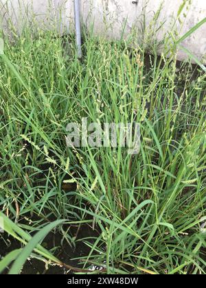 Jungle Rice (Echinochloa colonum) Plantae Stock Photo - Alamy