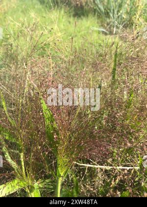 witch grass (Panicum capillare) Plantae Stock Photo - Alamy