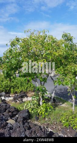 Kerosene Tree (Cordia subcordata) Plantae Stock Photo - Alamy