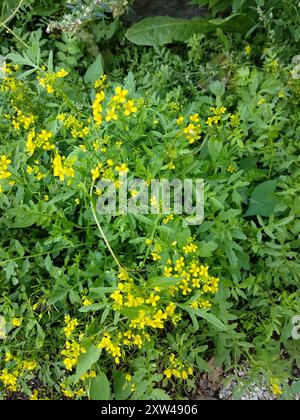 Creeping Yellowcress (Rorippa sylvestris) Plantae Stock Photo - Alamy
