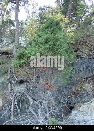 Seaside Juniper (Juniperus maritima) Plantae Stock Photo - Alamy