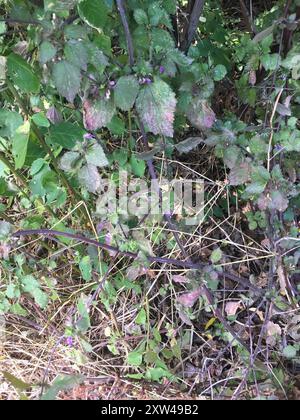 Black horehound (Ballota nigra) Plantae Stock Photo - Alamy