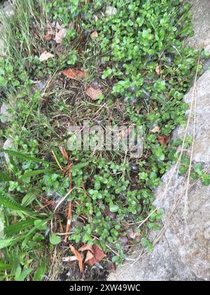 Brooklime (Veronica beccabunga) Plantae Stock Photo - Alamy