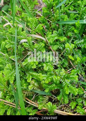 Krauss's clubmoss (Selaginella kraussiana) Plantae Stock Photo - Alamy