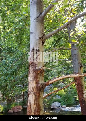 An Arizona alder,Alnus oblongifolia, in winter in Madera Canyon ...