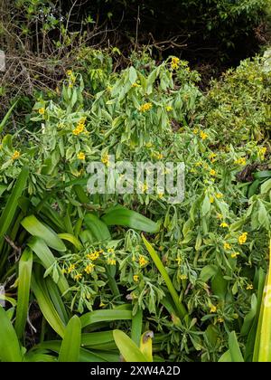 Bietou (Osteospermum moniliferum) Plantae Stock Photo - Alamy