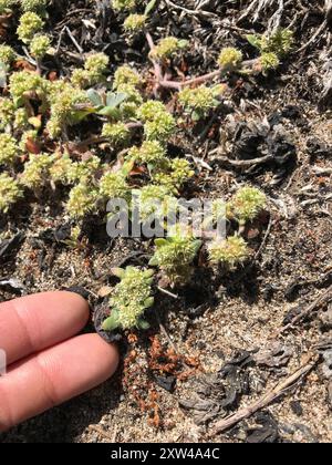 woolly-headed spineflower (Chorizanthe cuspidata villosa) Plantae Stock ...