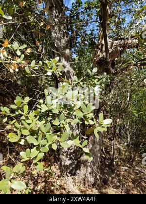 gray oak (Quercus grisea) Plantae Stock Photo - Alamy
