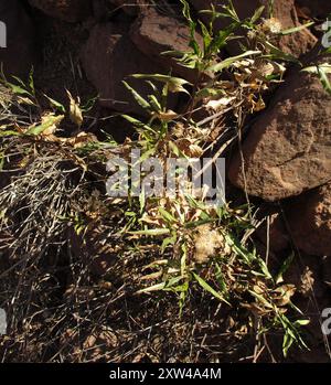 Sticky Psiadia (Psiadia punctulata) Plantae Stock Photo - Alamy