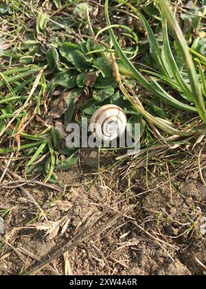 Heath Snail (Helicella itala) Mollusca Stock Photo - Alamy
