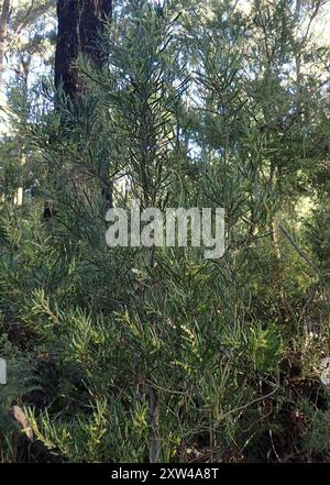 Variable sallow wattle (Acacia mucronata) Plantae Stock Photo - Alamy