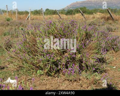 jambhli manjiri (Pogostemon deccanensis) Plantae Stock Photo - Alamy