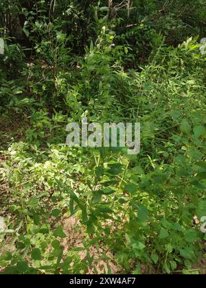 Tropical Bushmint (Hyptis mutabilis) Plantae Stock Photo - Alamy