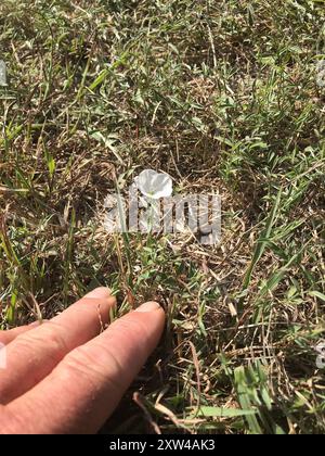 silky evolvulus (Evolvulus sericeus) Plantae Stock Photo - Alamy