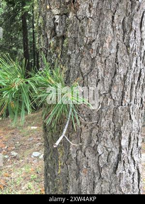 southwestern white pine (Pinus strobiformis) Plantae Stock Photo - Alamy
