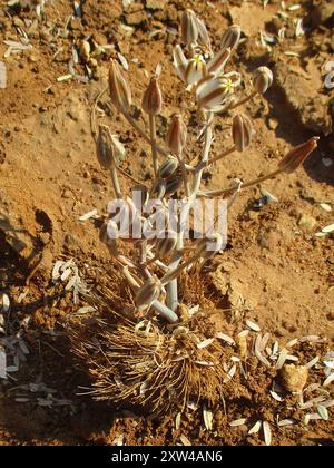 Thick Slime-lily (Albuca setosa) Plantae Stock Photo - Alamy